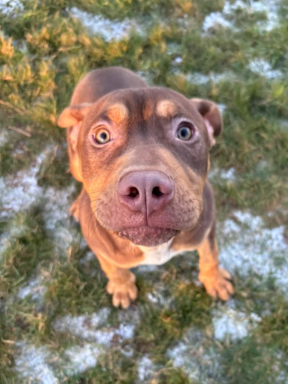 Ernie – Fetcher Dog