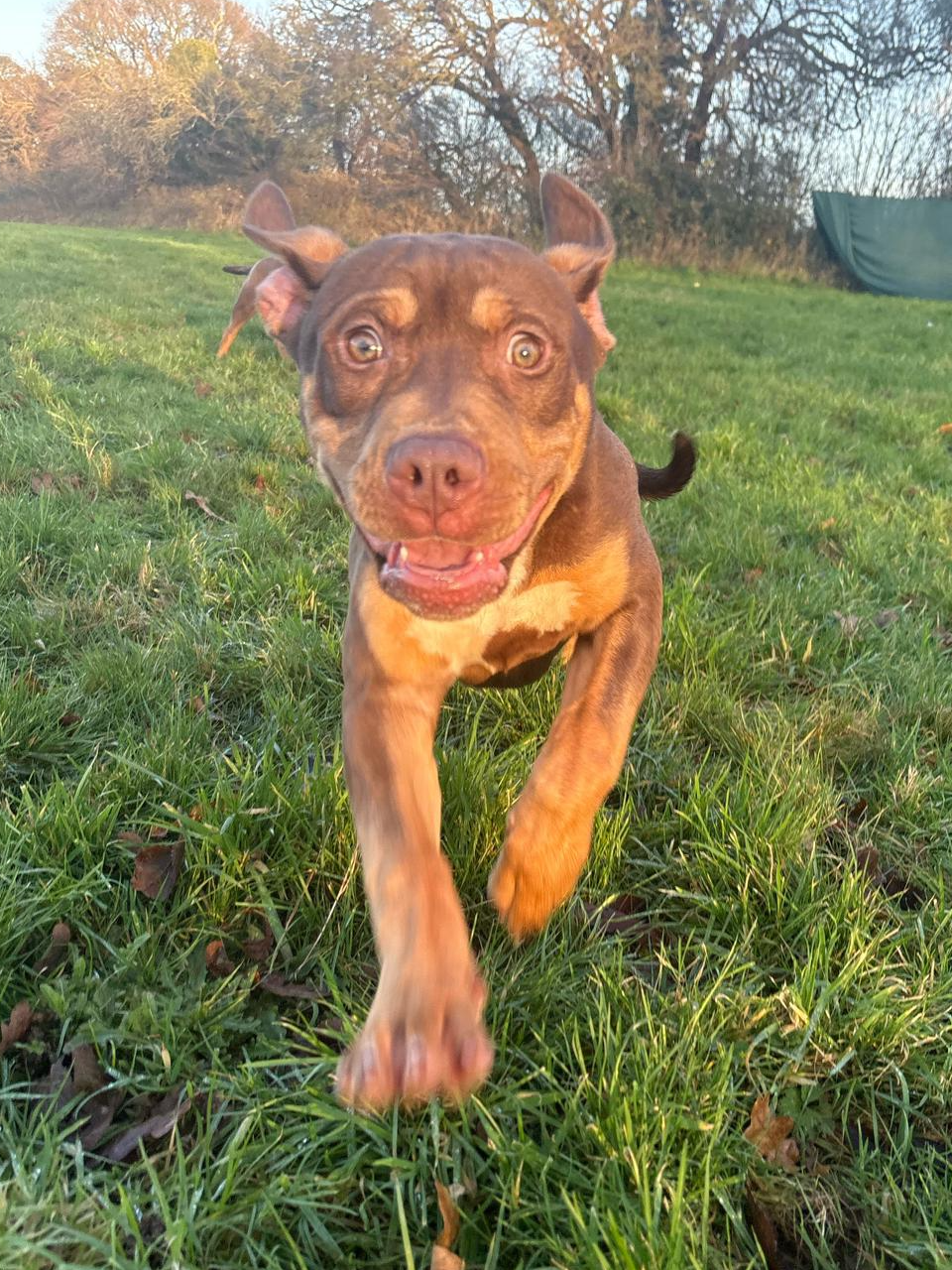 Ernie – Fetcher Dog