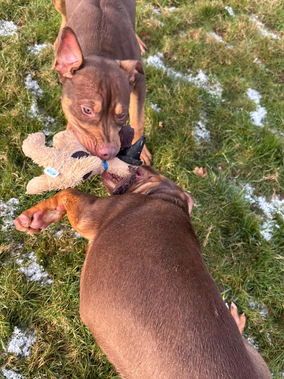 Ernie – Fetcher Dog